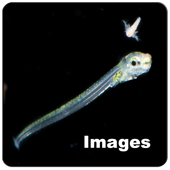 Iconic research images from the Evolutionary Fish Ecology Lab