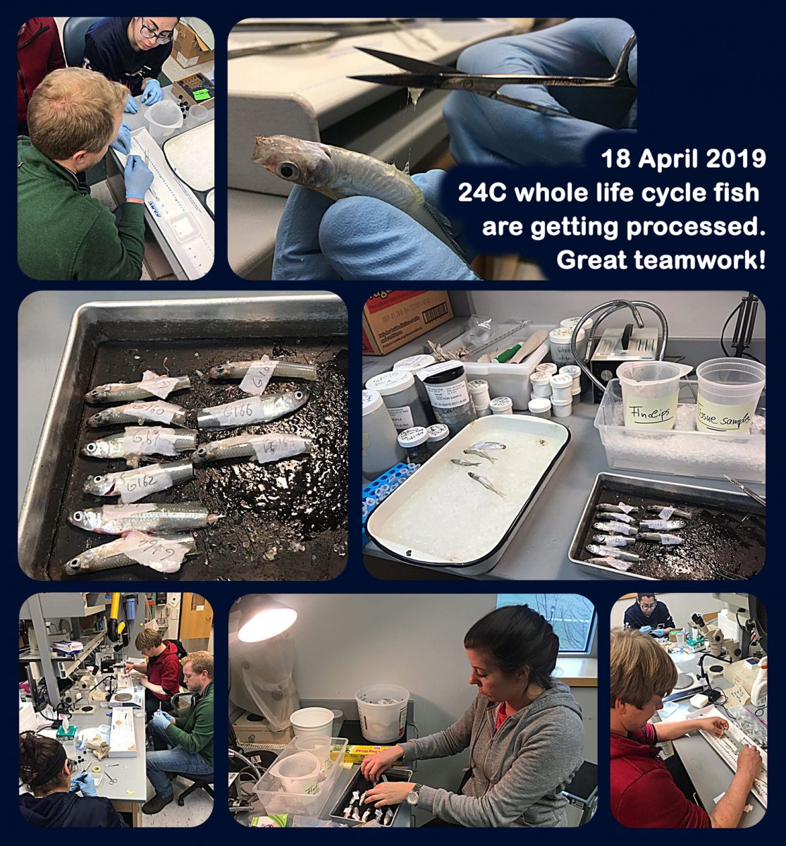 [Lab news] Whole life cycle CO2 fish are getting sampled | Evolutionary ...