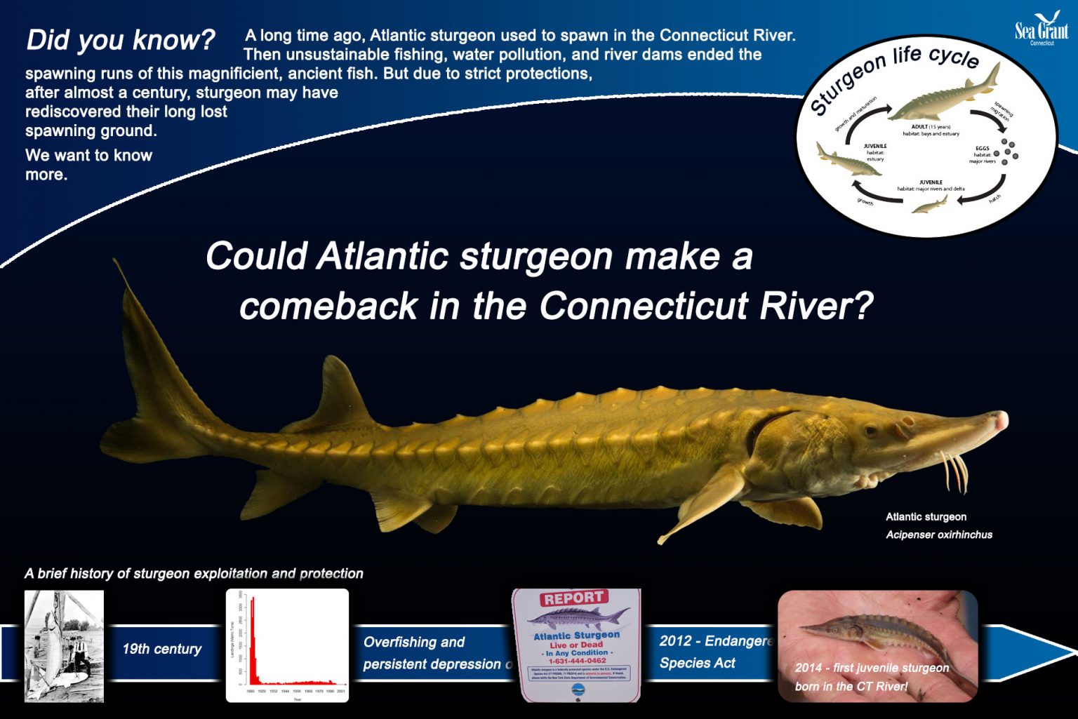 Atlantic sturgeon in the Connecticut River | Evolutionary Fish Ecology