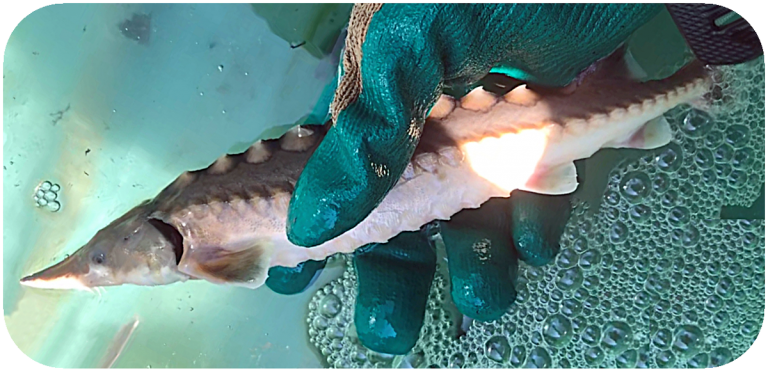 Baby sturgeon in the Connecticut River! | Evolutionary Fish Ecology